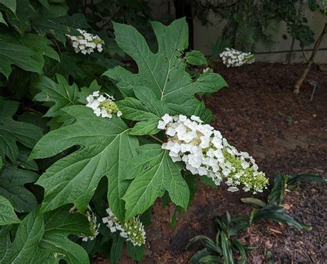 Hydrangea Querifolia Emerald Lake Garden Treasures Nursery