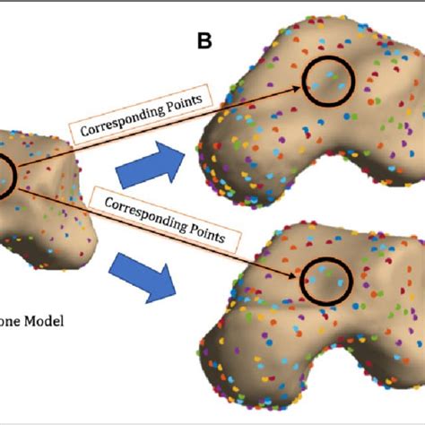 Work Flow For Generating Bone Models With Corresponding Points A An