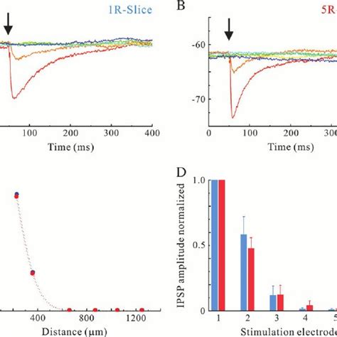 Spatial Patterns Of Gaba B Receptor Mediated Inhibitory Lateral