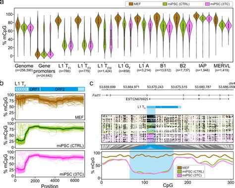 Genome Wide Methylation Analyses Via Ont Sequencing A Cpg Methylation Download Scientific
