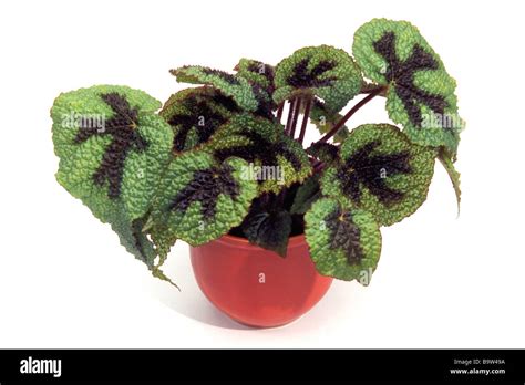 Rex Begonia Painted Leaf Begonia Begonia Rex Hybrid Potted Plant
