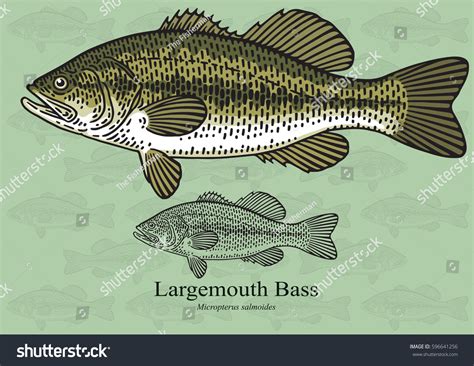 Largemouth Bass Vector Illustration Refined Details Stock Vector