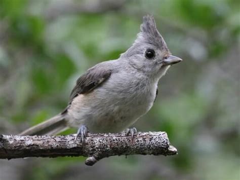 Prints Digital Prints Black Crested Titmouse Instant Download 1002