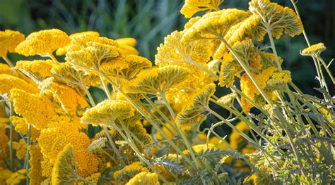 Yellow Yarrow Bouquet