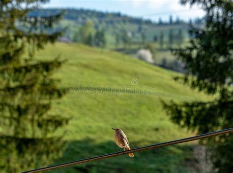 Bird On Wire Stock Image Image Of Electric Feather 253755849