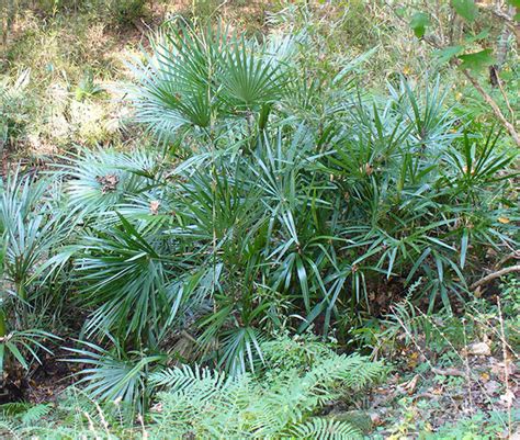 How To Grow Needle Palm Tree Rhapidophyllum Hystrix