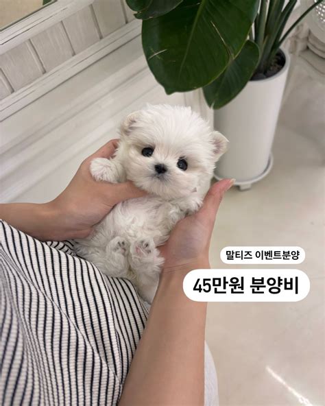 미니비숑 말티푸 말티즈 토이푸들 • 디어룸 미니비숑 배니 한손에 쏘옥 😪🤍 딱 봐도 정말 작은 사이즈죠 분양비 높지 않은 아이로 예쁜 비숑 낮은 분양비로 찾고계시던