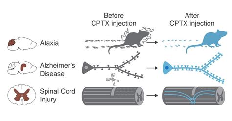 Lmbresearch Mrc Laboratory Of Molecular Biology Lmb