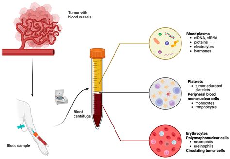 Punto Rojo Del Melanoma Melanoma Euromelanoma