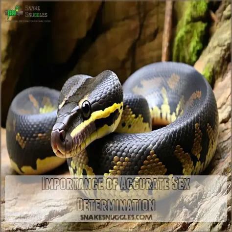 Ball Python Sexing Methods How To Tell If Your Snake Is Male Or Female