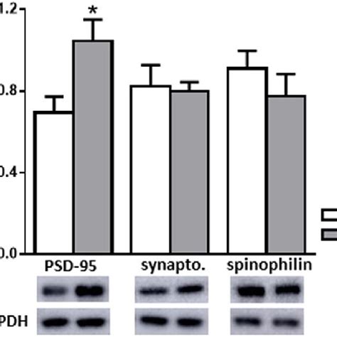 Sexual Experience Induced Increased Levels Of Synaptic Markers