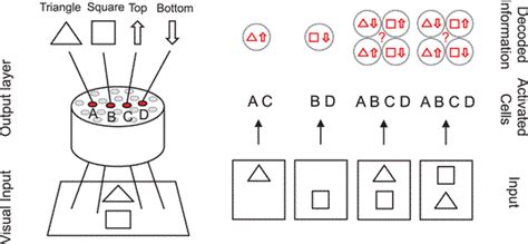 The Emergence Of Polychronization And Feature Binding In A Spiking Neural Network Model Of The
