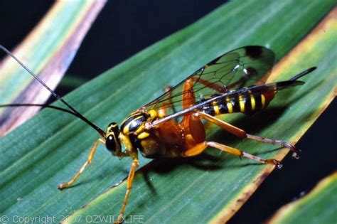 Ichneumon Wasp Xanthopimpla Sp