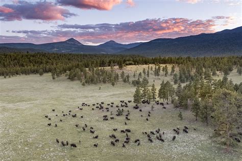 Vermejo Protects Some Of New Mexicos Most Beautiful Landscapes Fauna