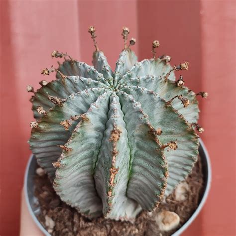 Euphorbia Horrida Giromagi Cactus And Succulents