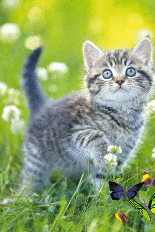 Cute Good Morning Cat Gifs