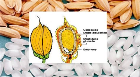 Il Riso Riso Bertolone