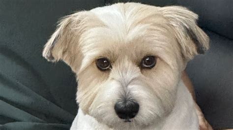 강아지vlog 내 털은 왜이렇게 빨리자라는걸까 Youtube