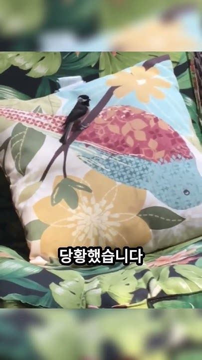 나뭇가지가 그림인줄 몰랐던 새 Youtube