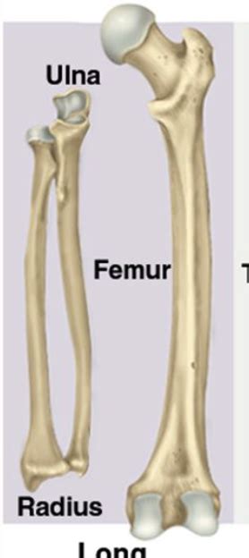 Axial Appendicular Skeleton Diagram Quizlet