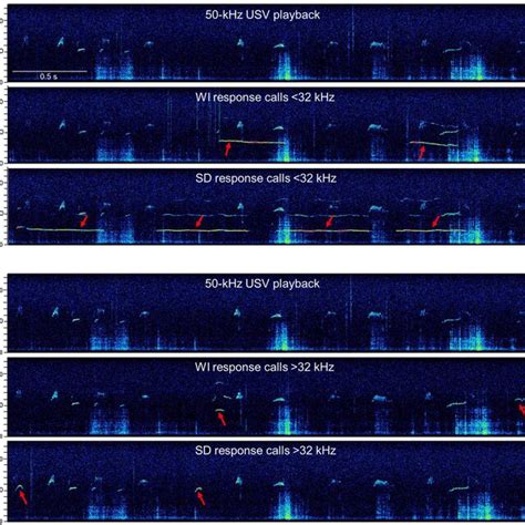 Exemplary Response Calls During 50 Khz Usv Playback The First Picture