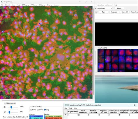 Issue With Cell Count Mixing Up Nuclei Count For Another Data Column Image Analysis Imagesc