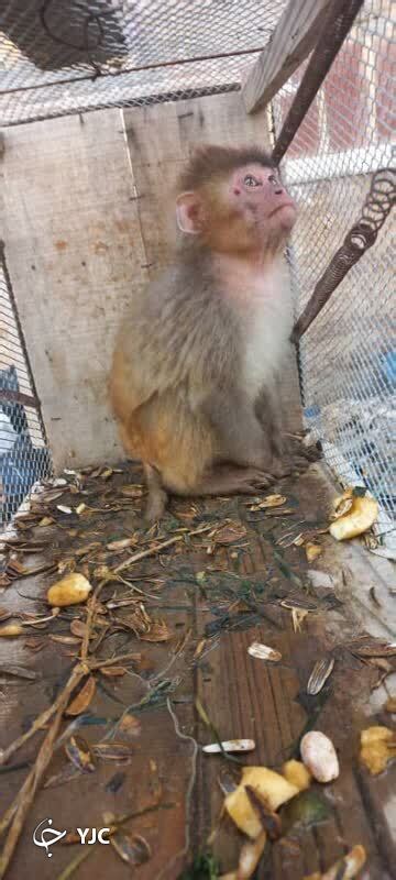 زنده گیری یک قلاده میمون در شهرستان سرچهان تصاویر