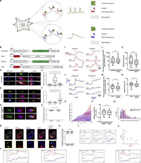 Figure S4 Design Of Rna Scaffold Based Siri Reporters And Utilization
