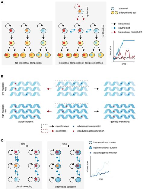 Stem Cell Mutations Associated Cancer Risk And Consequences For