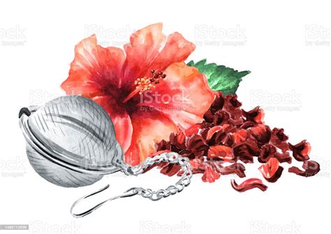 신선하고 말린 꽃 히비스커스 꽃잎 Karkade 차 및 차 양조 체 손으로 그린 수채화 그림 흰색 배경에 격리 0명에 대한 스톡 벡터 아트 및 기타 이미지 Istock