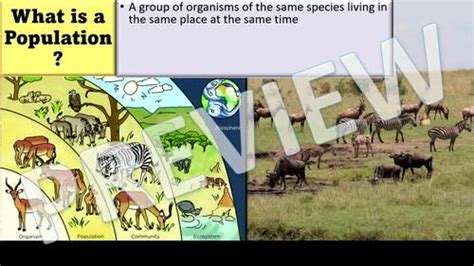 Population Ecology Interactive Animated PowerPoint FREE Guided Notes