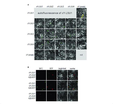 Representative Bimolecular Fluorescence Complementation Bifc Green Download Scientific