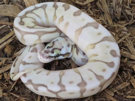 Queen Bee Ball Python
