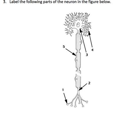 Solved Label The Following Parts Of The Neuron In The Figure Chegg Com