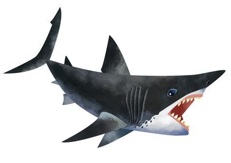 Megalodon Save Our Seas Foundation