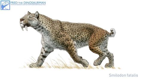 Smilodon Fatalis 1 By Fredthedinosaurman Smilodon Prehistoric