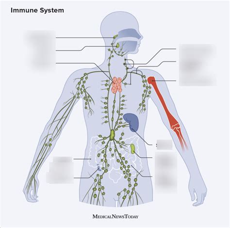 BSC Label The Immune System Diagram Quizlet