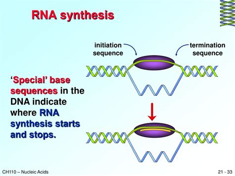 Ppt Nucleic Acids Powerpoint Presentation Free Download Id6528925