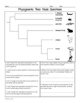 How To Read A Phylogenetic Tree 3 Part Activity Phylogenetic Tree Teaching Ell Babes