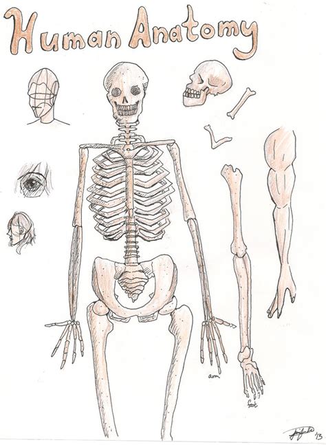 Anatomy And Physiology Binder Cover Printable