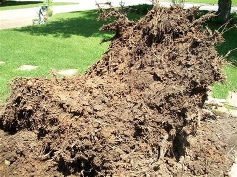 Penless Writer MORE ON THAT TREE STUMP