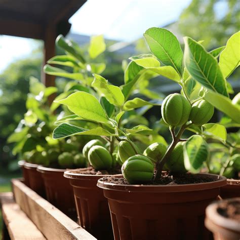 How To Grow Guava Plant From Cutting A Step By Step Guide Plants Life