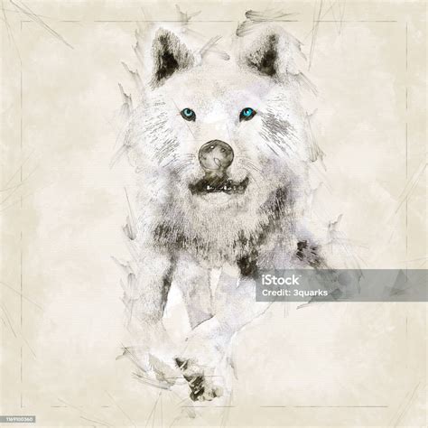 늑대 모델 릴리스 또는 속성 릴리스의 자체 제작 3d 일러스트레이션을 기반으로 하는 디지털 아트 스케치 늑대에 대한 스톡 사진 및 기타 이미지 Istock