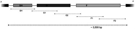 Sequencing Strategy The Region Of The HRSV Genome SH G F Was Download Scientific Diagram