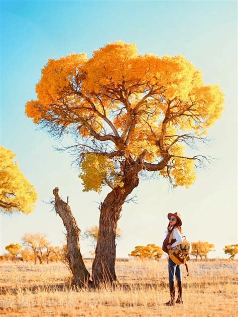 新疆小众胡杨林——没有游客，绝对震撼！ 花瓣网