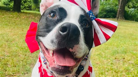Olive A 3 Year Old American Pit Bull Terrier Rescue Photos