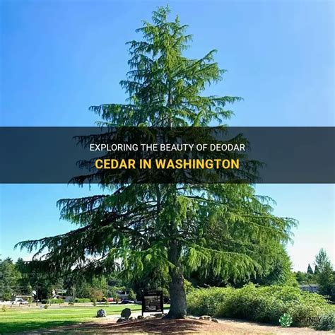 Exploring The Beauty Of Deodar Cedar In Washington Shuncy