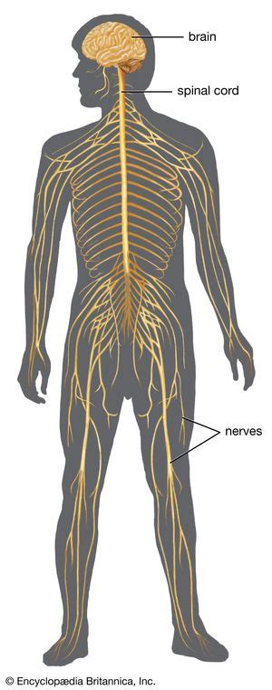 Dorsal Ramus Anatomy Britannica