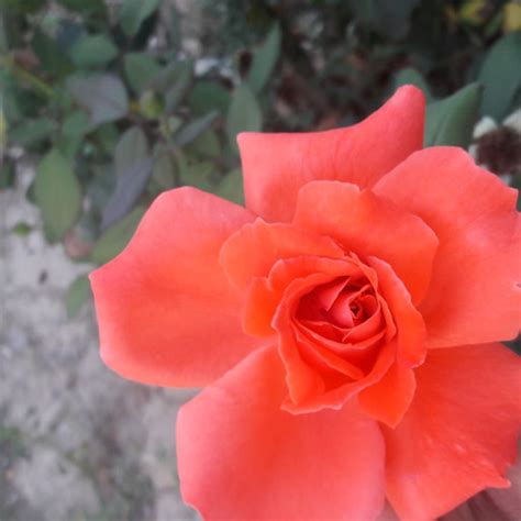 Khanbala Rashidov Baku State University Baku Bsu Department Of Applied Mathematics