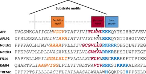 Substrate Selection Criteria In Regulated Intramembrane Proteolysis Acs Chemical Neuroscience